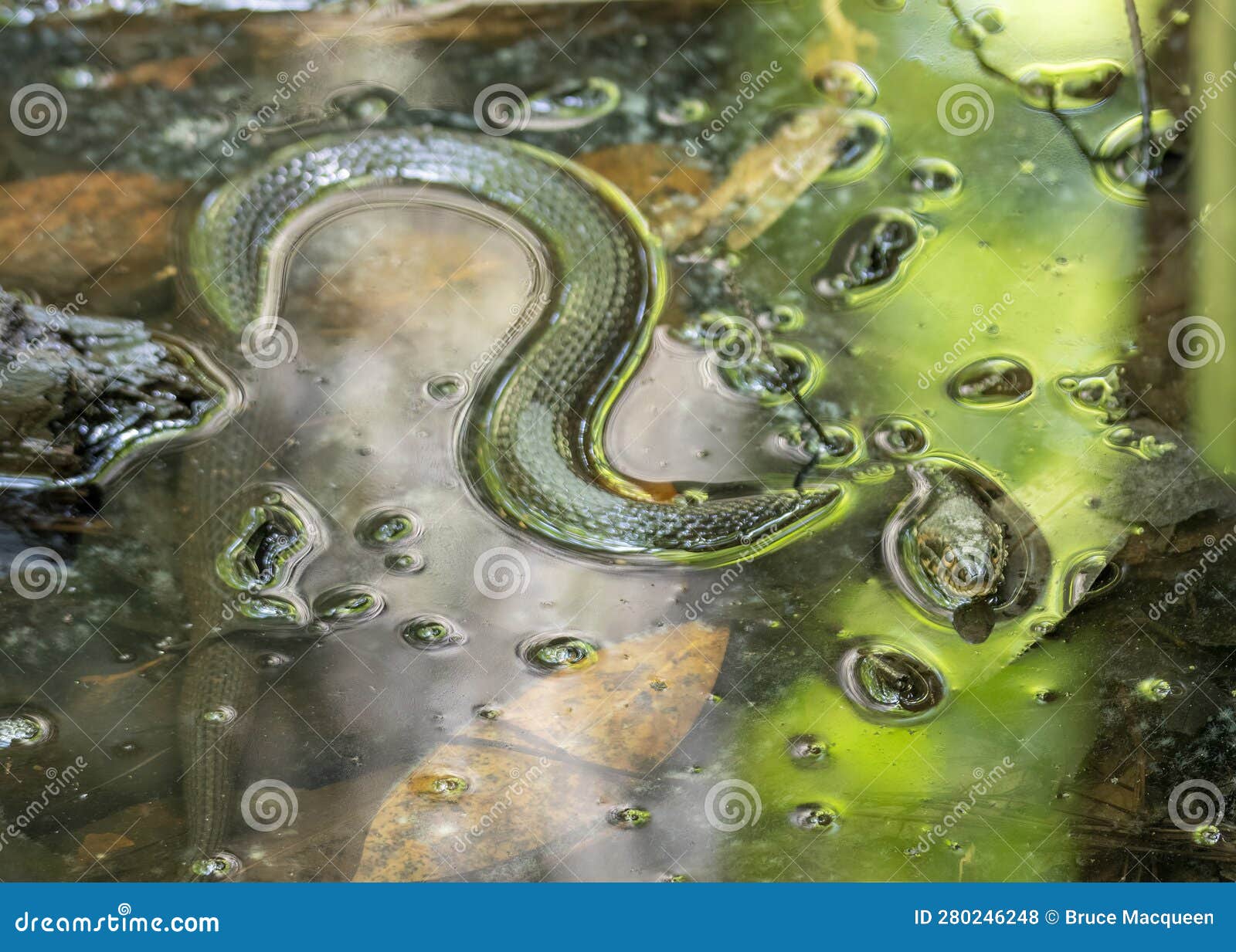 Water Snake Resting stock photo. Image of nature, predator - 280246248