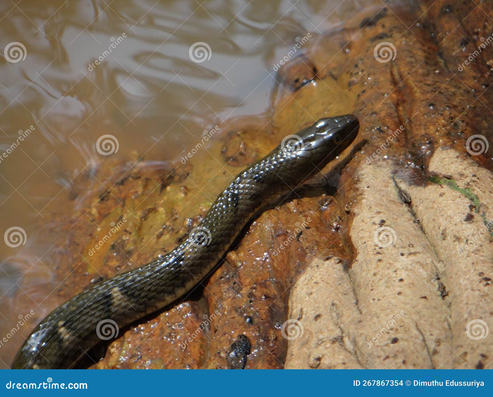 Water snake by a river stock photo. Image of snake, tree - 267867354