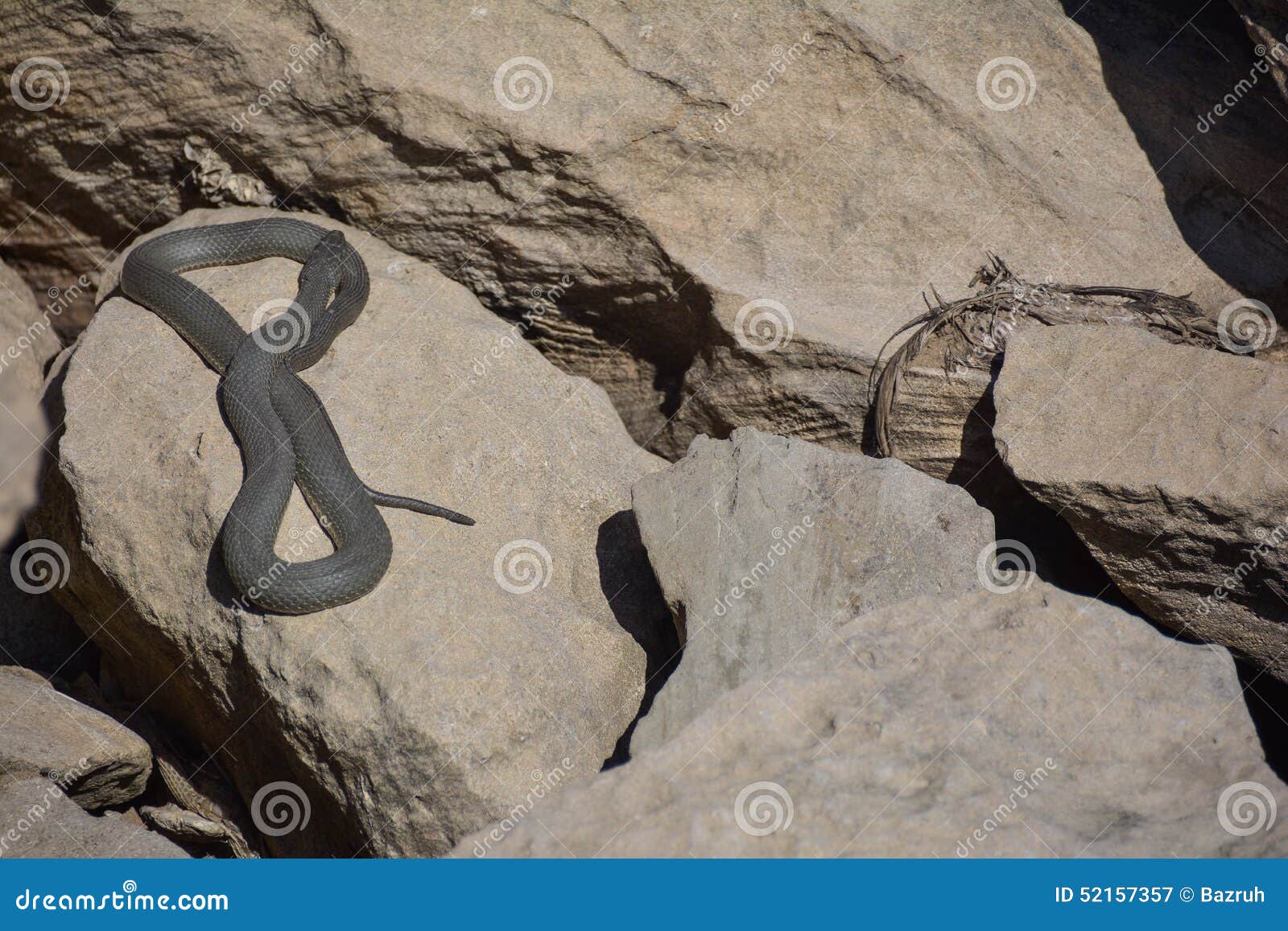 Snake stock image. Image of fascinating, natural, danger - 52157357