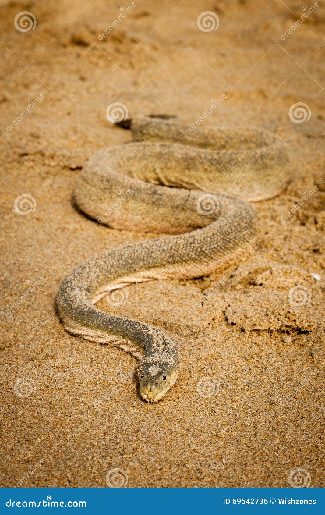 Water snake in the sand stock photo. Image of water, snake - 69542736