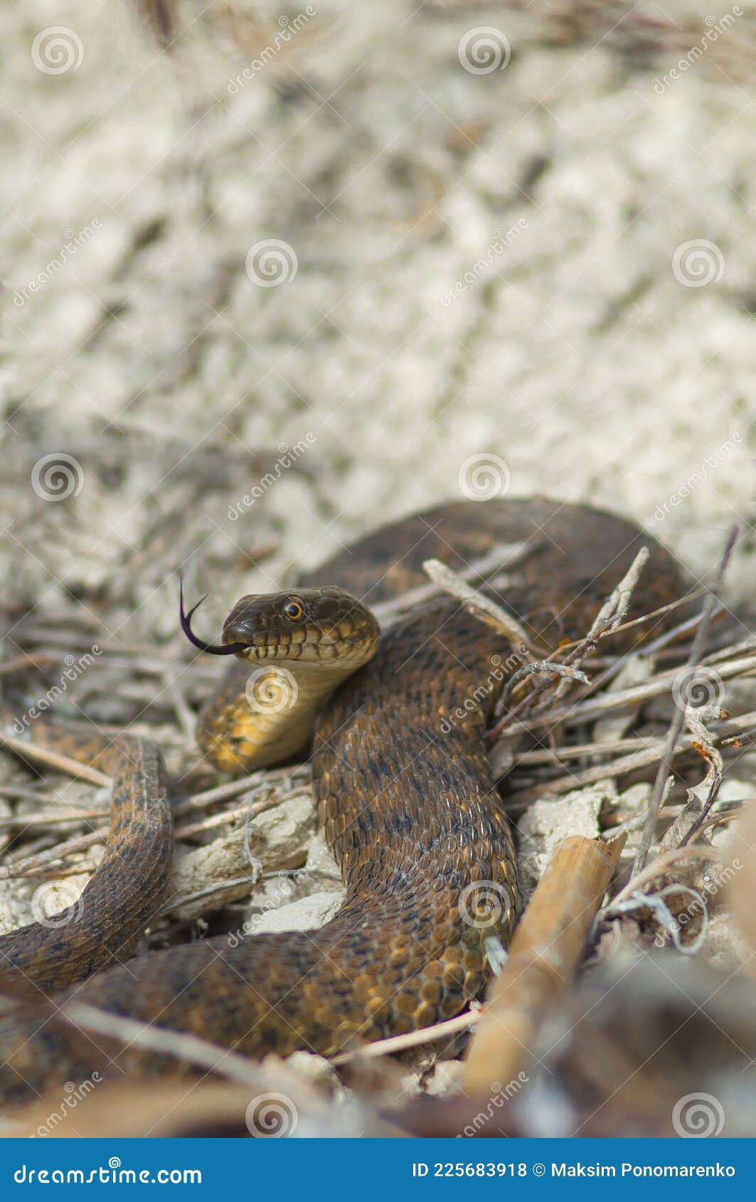 Natrix tessellata stock photo. Image of nature, serpent - 225683918