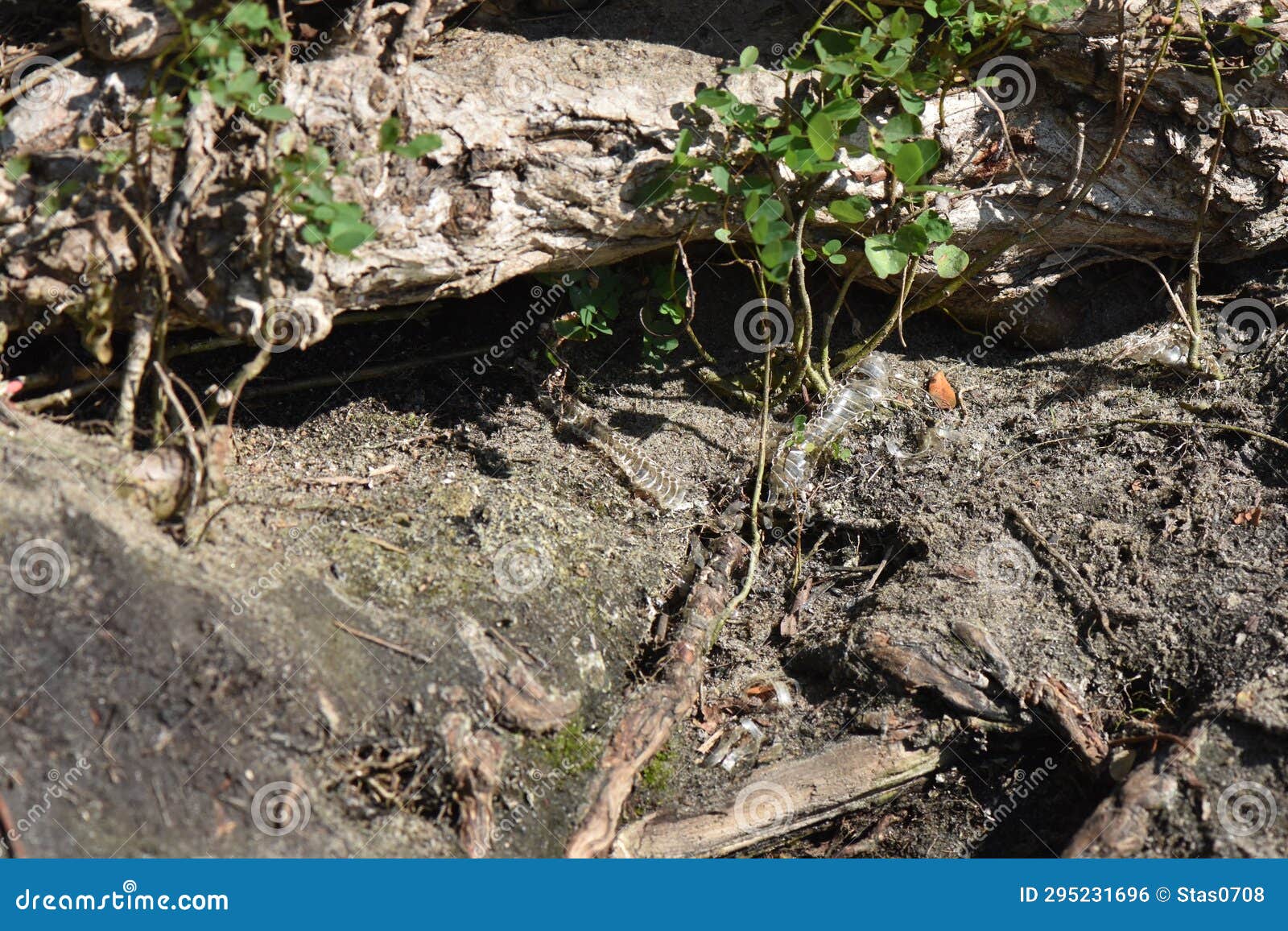Water Snake Skin on Tree Roots Stock Photo - Image of trunk, animal ...