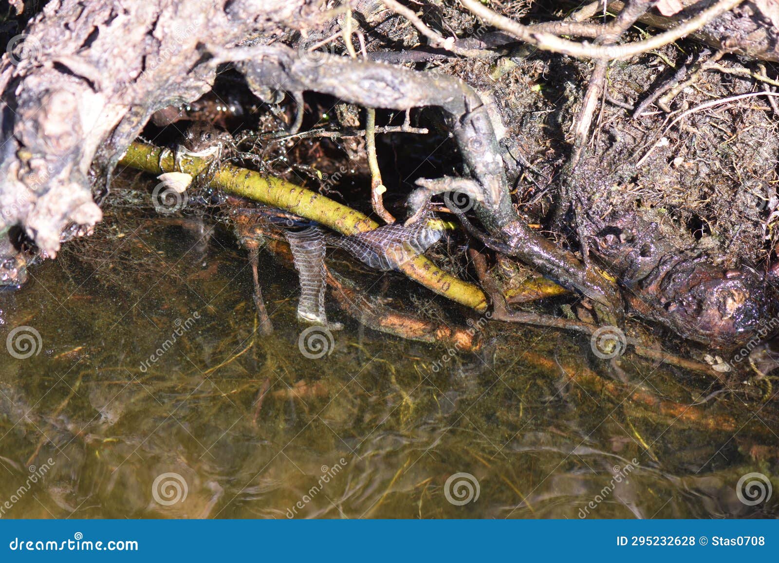 Water Snake Skin on Tree Roots Stock Photo - Image of insect, wildlife ...