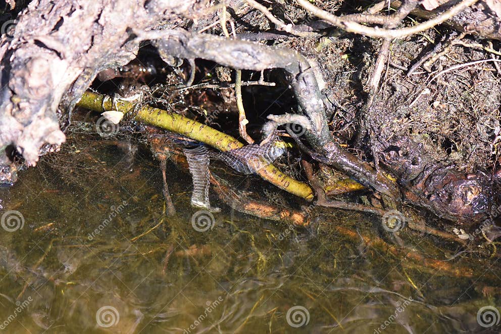 Water Snake Skin on Tree Roots Stock Photo - Image of insect, wildlife ...