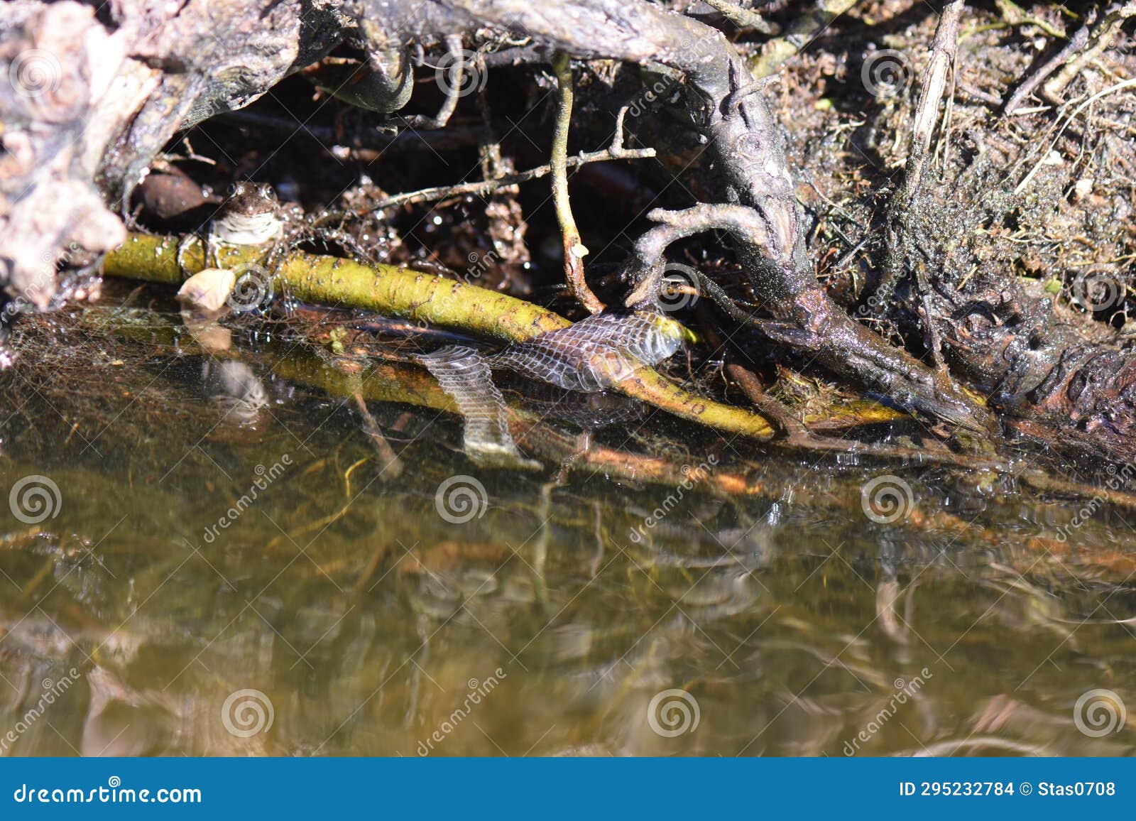 Water Snake Skin on Tree Roots Stock Photo - Image of winter, twig ...