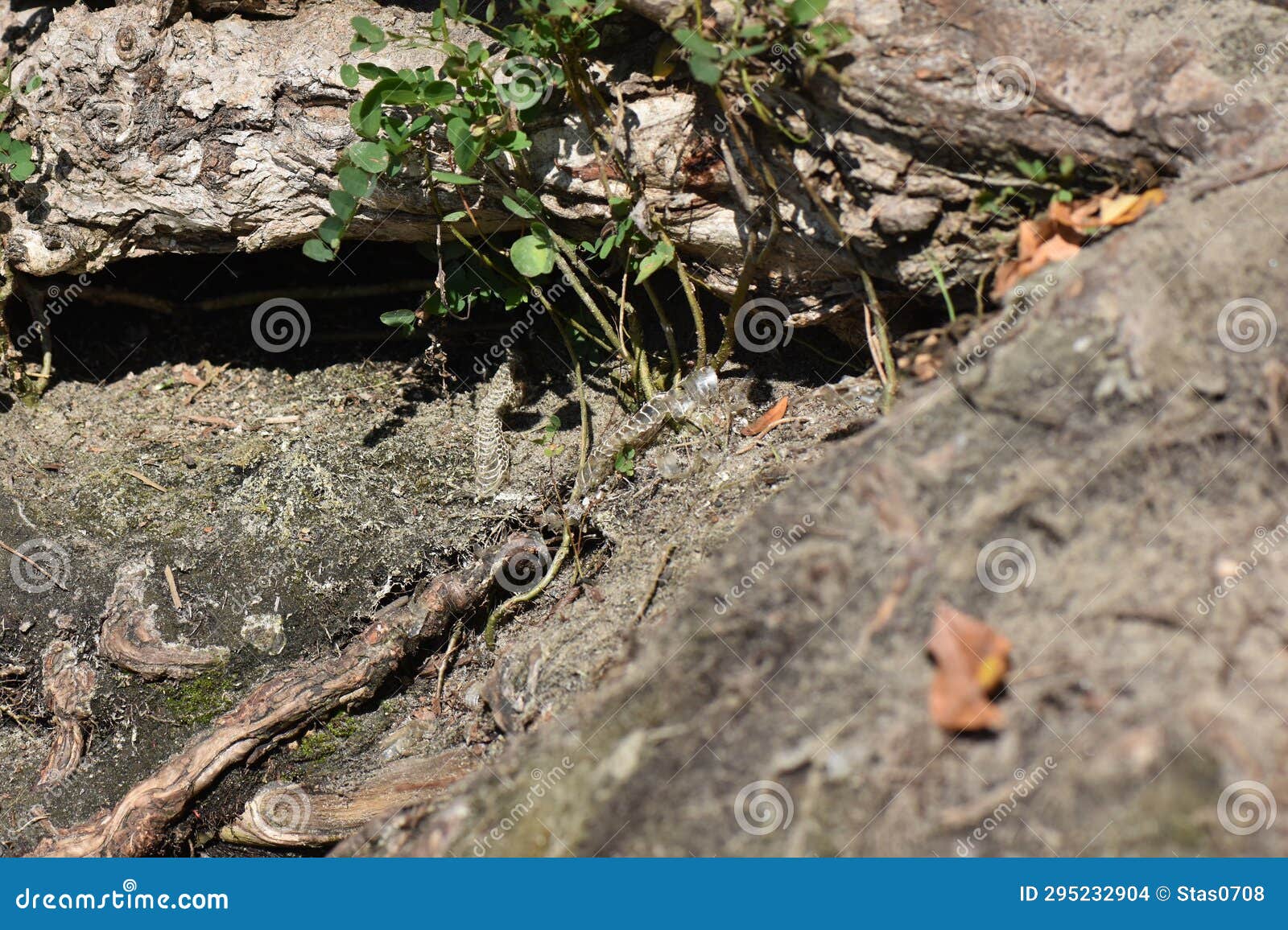 Water Snake Skin on Tree Roots Stock Photo - Image of sunny, soil ...