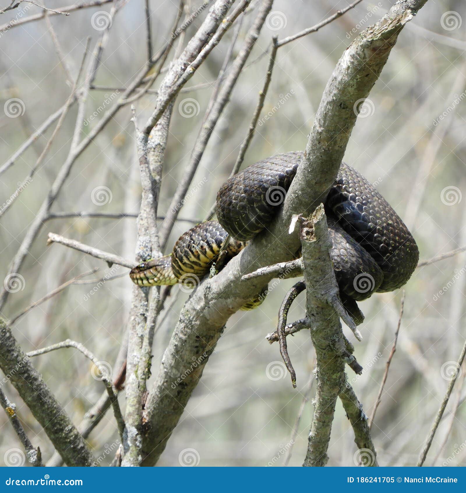 Northern Water Snake Basking in the Sun on Branches Stock Image - Image ...