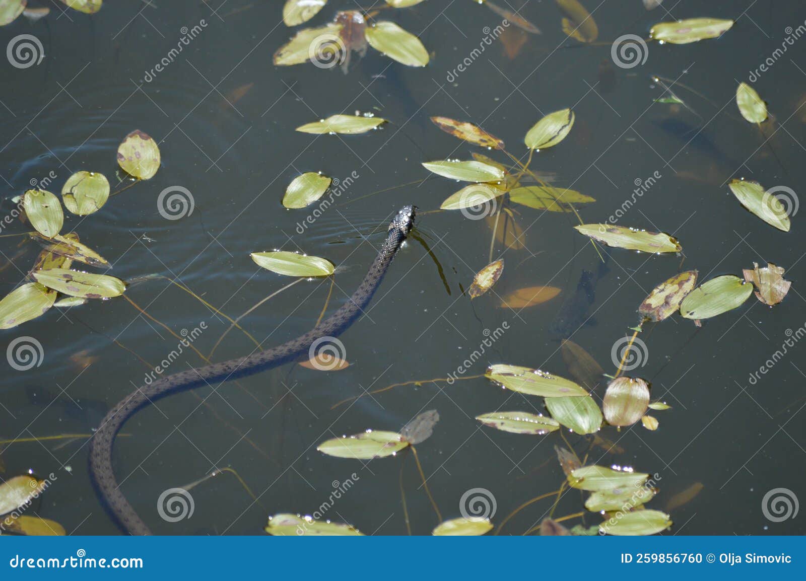 Water Snake Swims in the Lake Stock Photo - Image of color, lake: 259856760