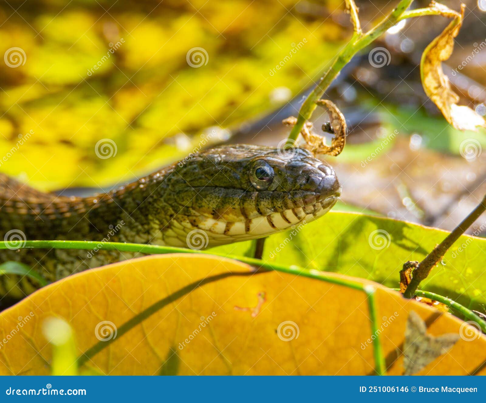 Water Snake stock photo. Image of snake, reptile, swamp - 251006146