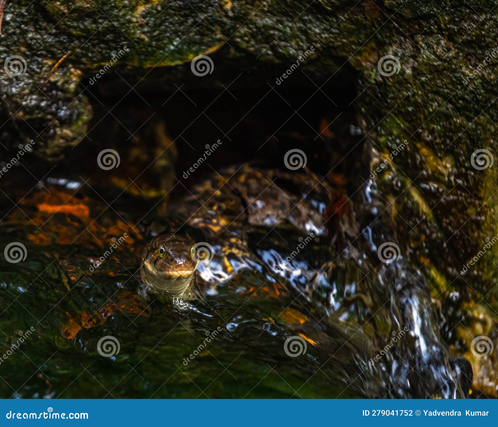 A water snake stock photo. Image of head, fang, snake - 279041752