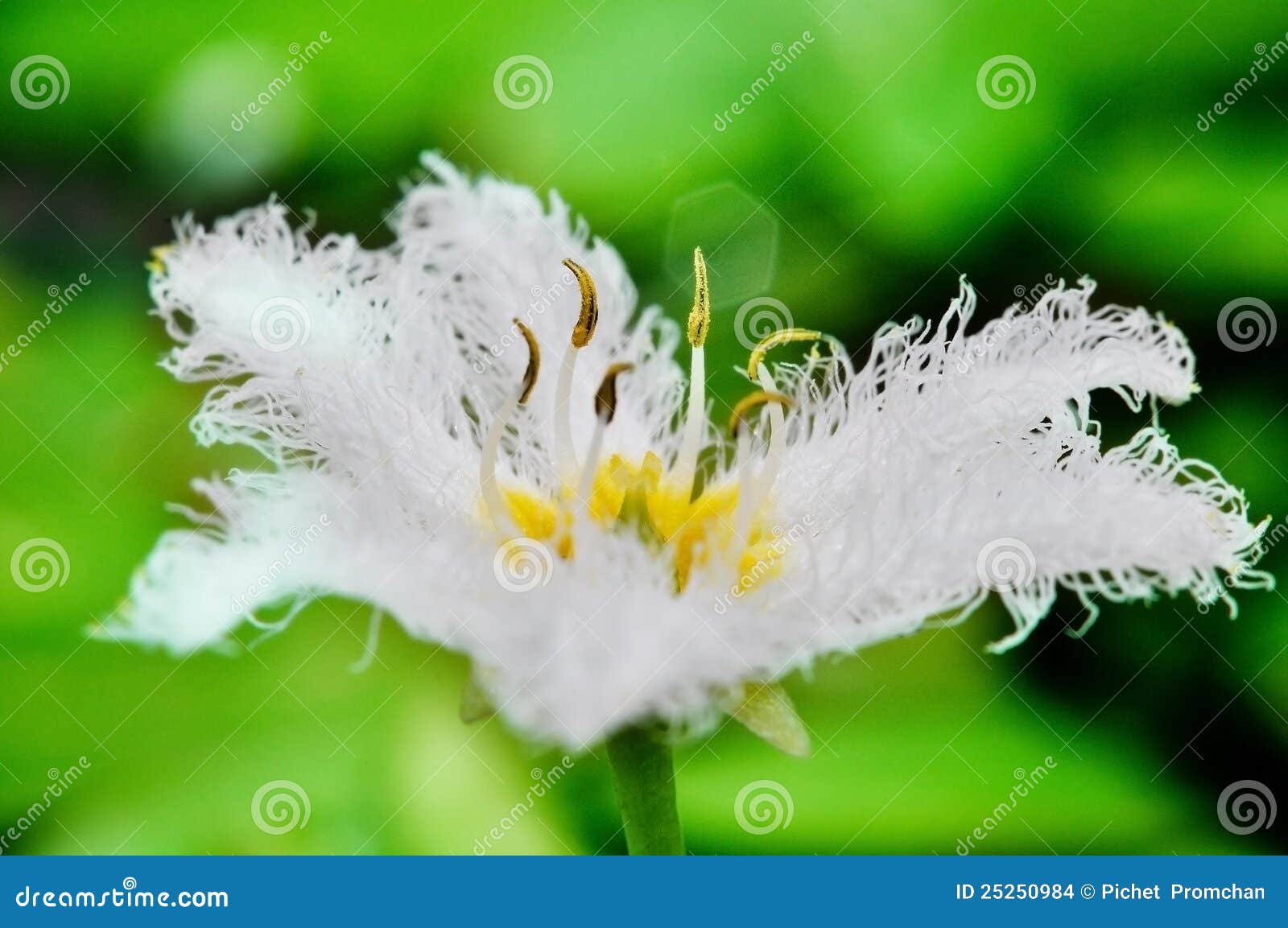 Water snowflake stock photo. Image of nature, menyanthaceae - 25250984
