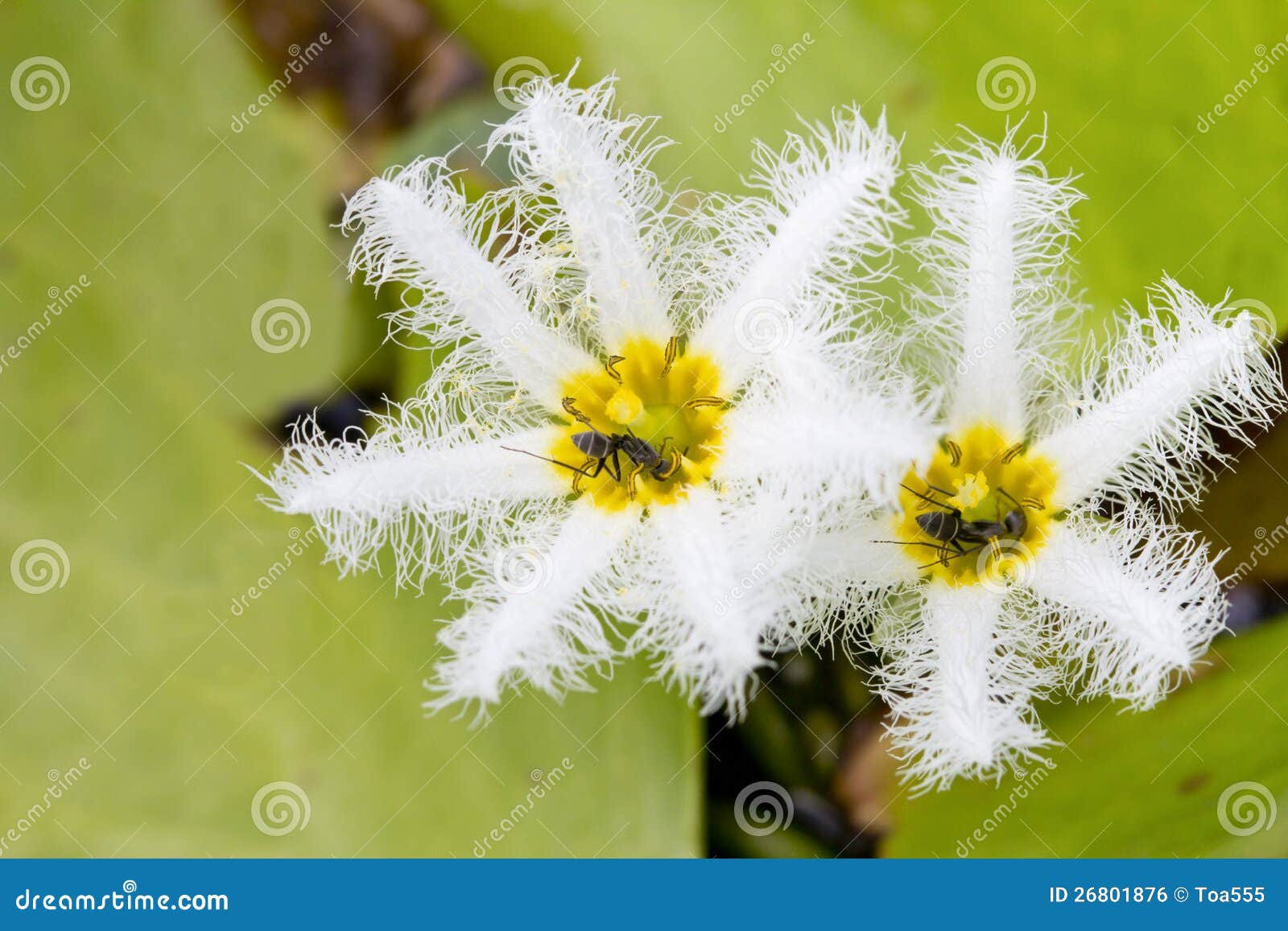 Water snowflake flower stock photo. Image of lily, water - 26801876