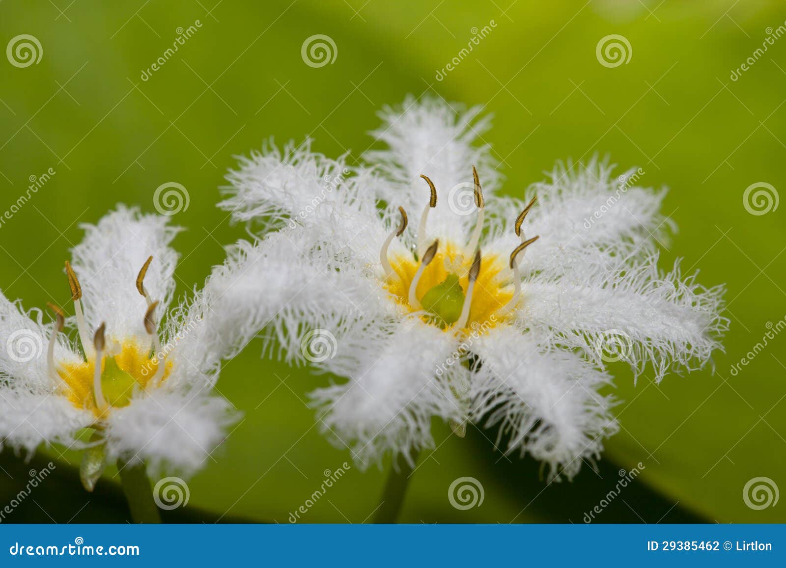Water snowflake flower stock photo. Image of water, relax - 29385462
