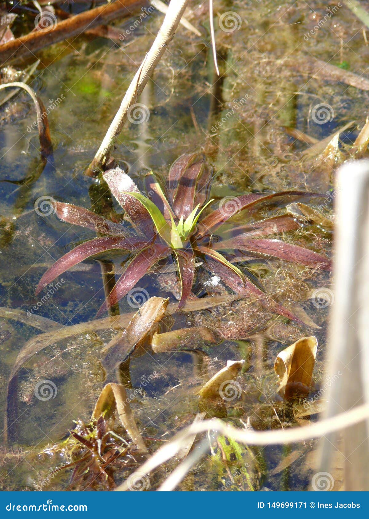 Soldier plant stock image. Image of pond, river, waterplant - 149699171