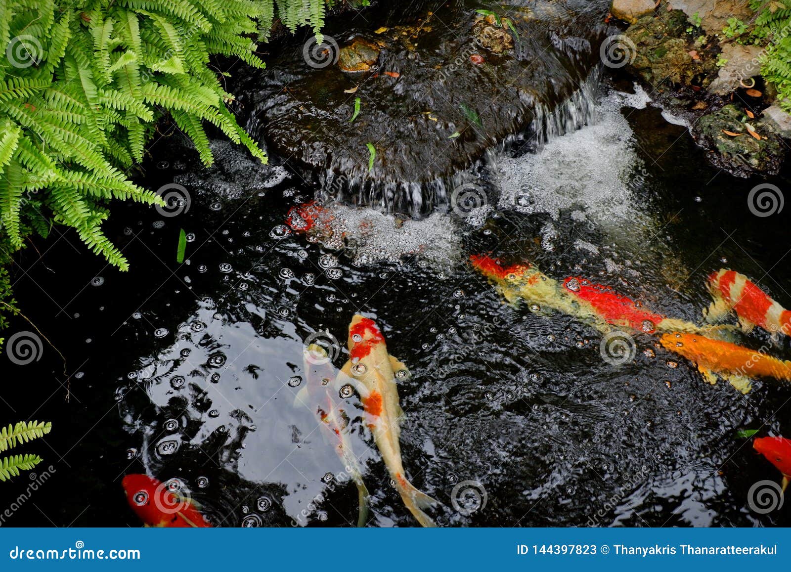 Water Source with Koi Fish. Stock Image - Image of fish, looks: 144397823
