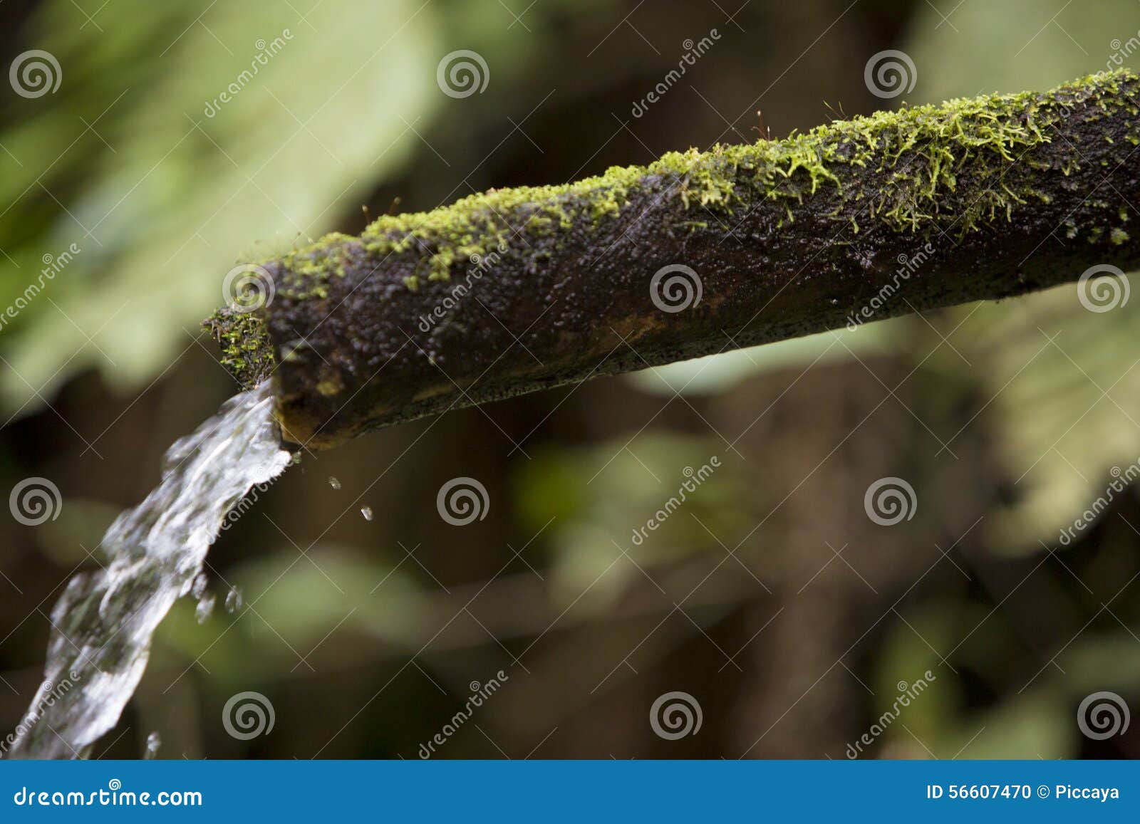 Water Source from Rusted Pipe in the Forest Stock Photo - Image of ...