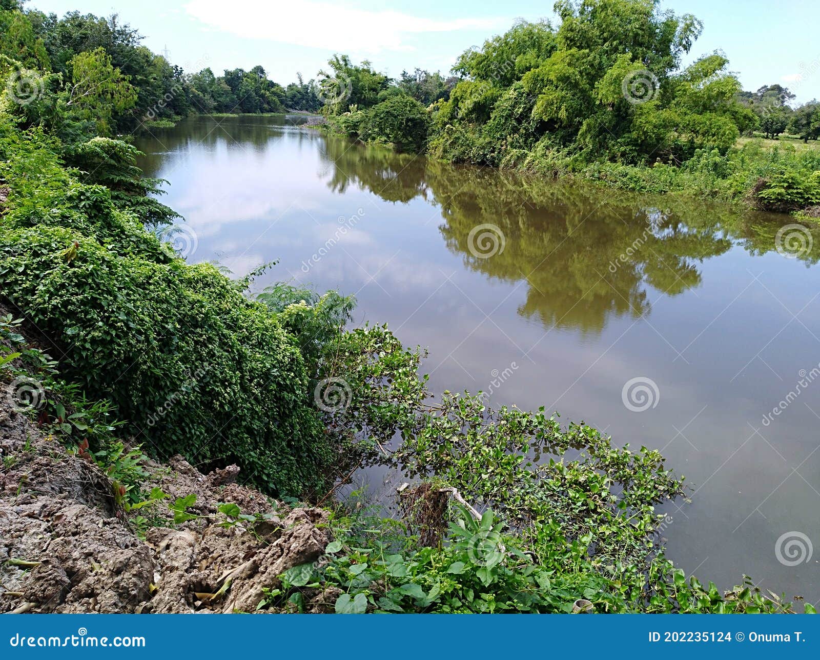 Water Sources and Greenery of Plants and Trees Around the Area. Stock ...