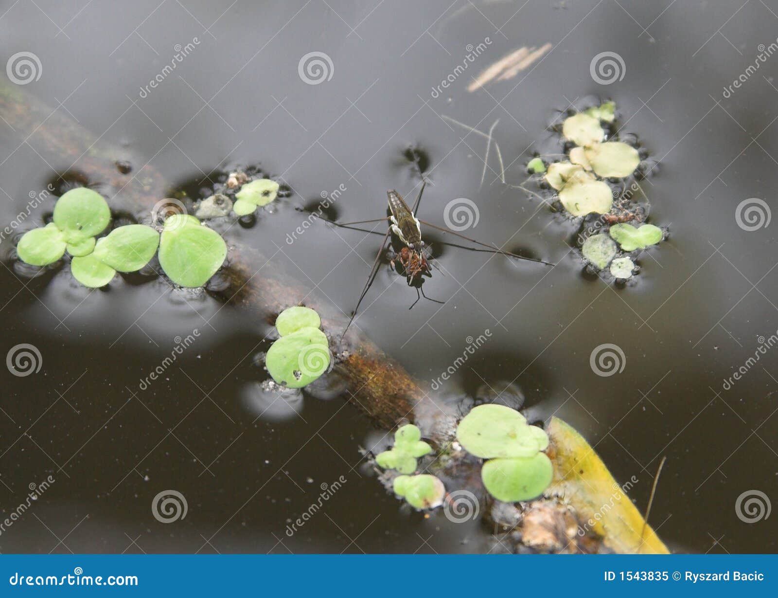 Water spider stock image. Image of insect, close, spider - 1543835