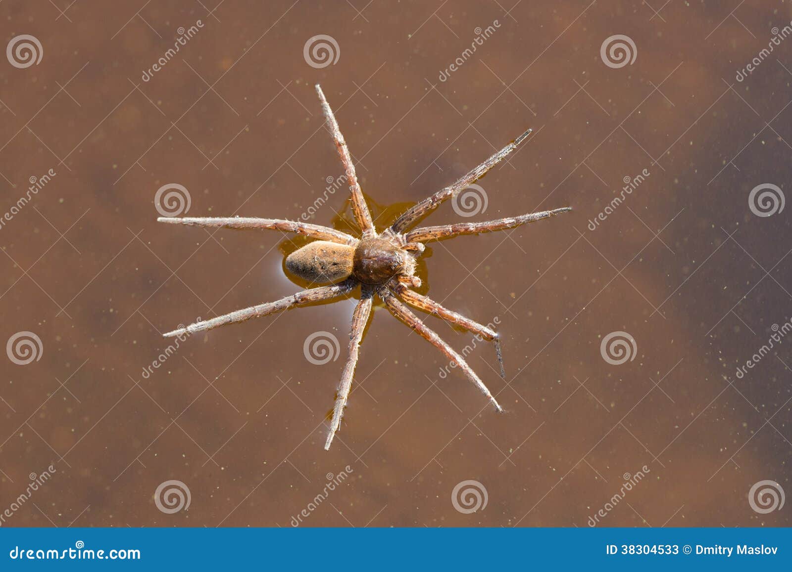 The water spider stock image. Image of brown, tranquil - 38304533