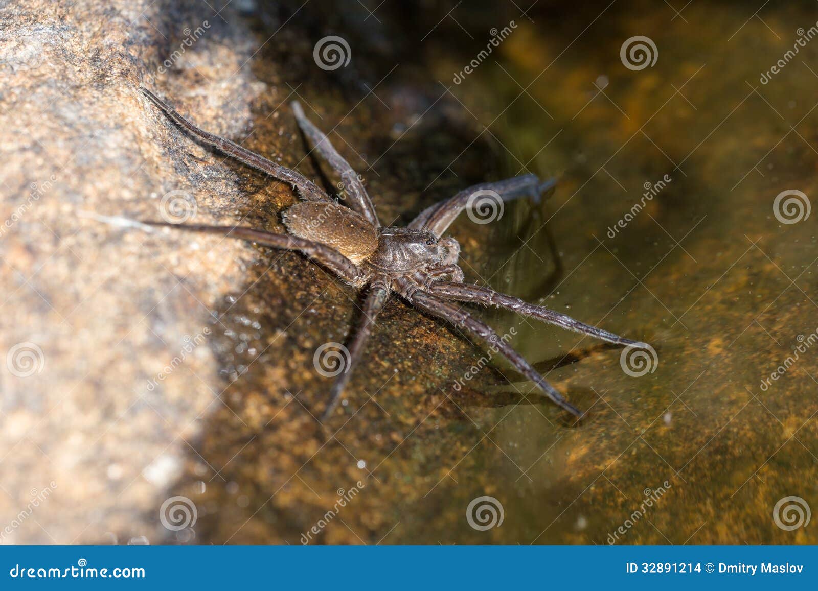 Water spider close up stock photo. Image of arachnid - 32891214