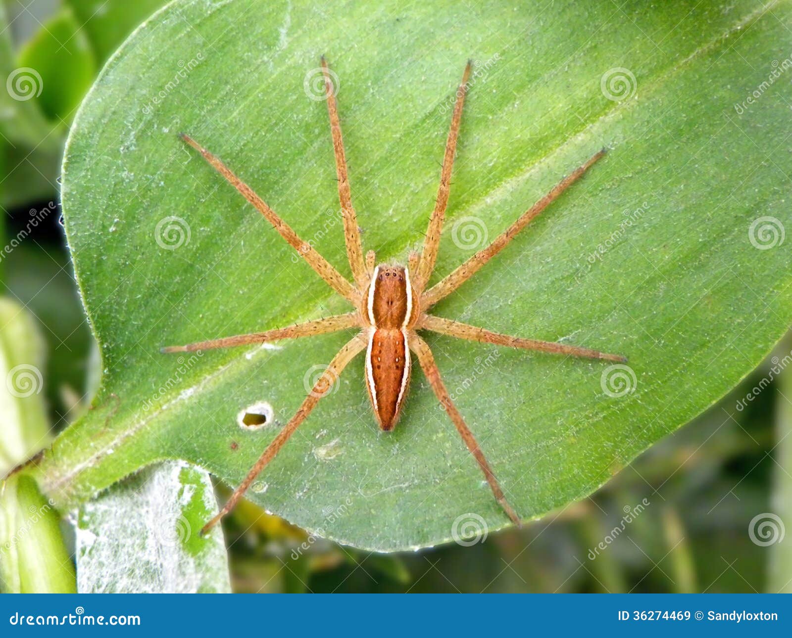 Water Spider 1 stock image. Image of hunting, arachnids - 36274469