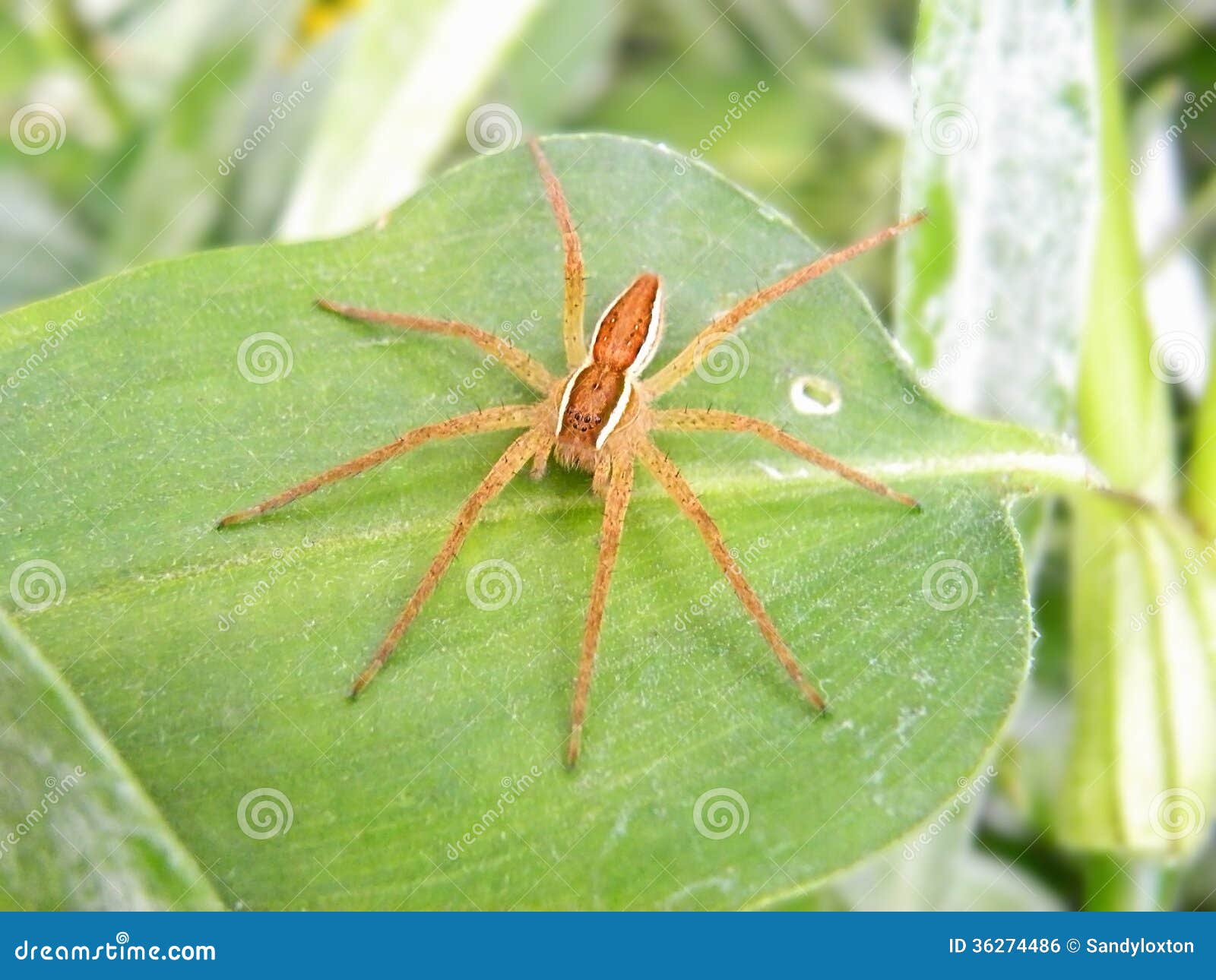 Water Spider 2 stock photo. Image of garden, spider, arthropodae - 36274486
