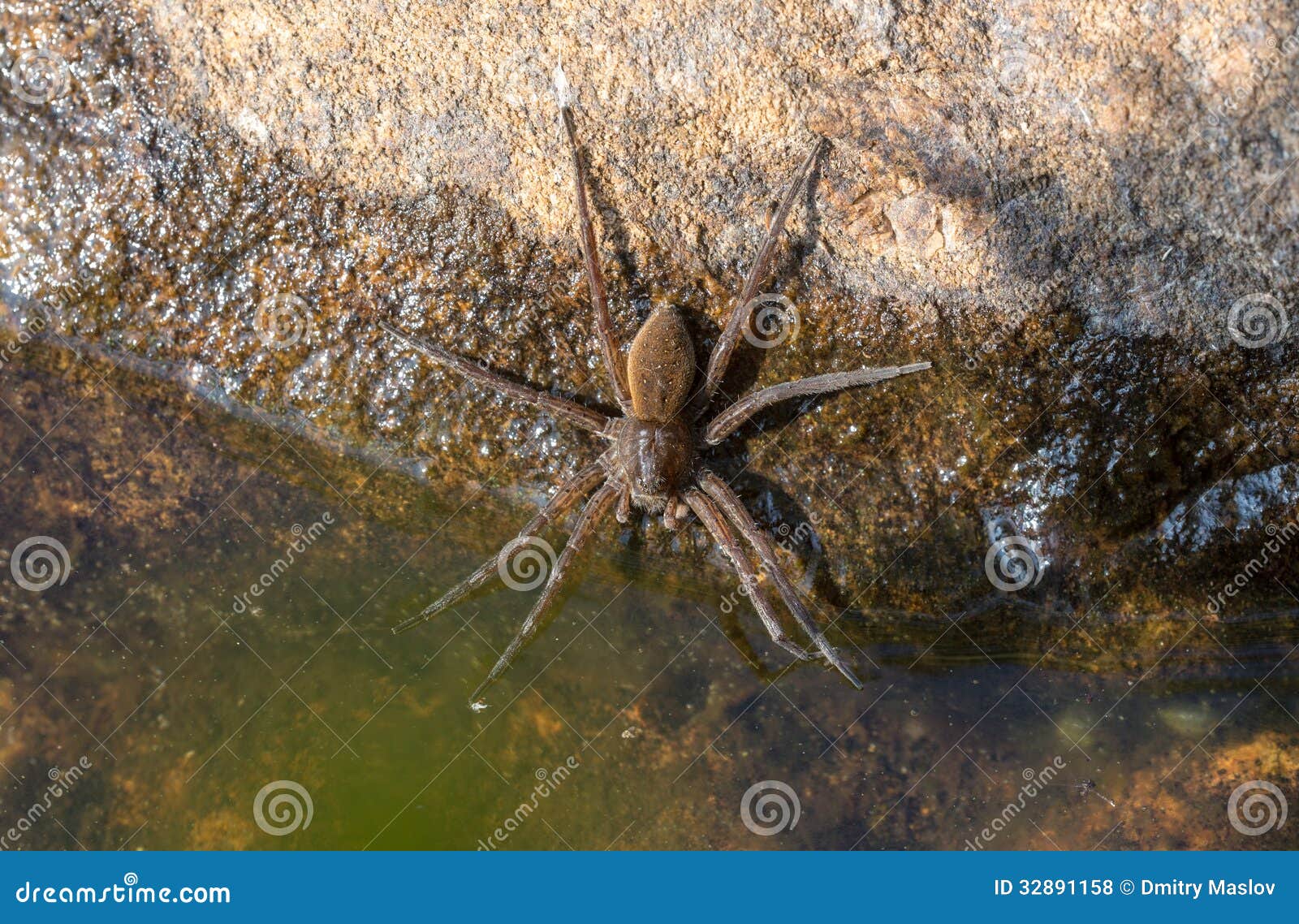 Water spider stock photo. Image of closeup, brown, lake - 32891158