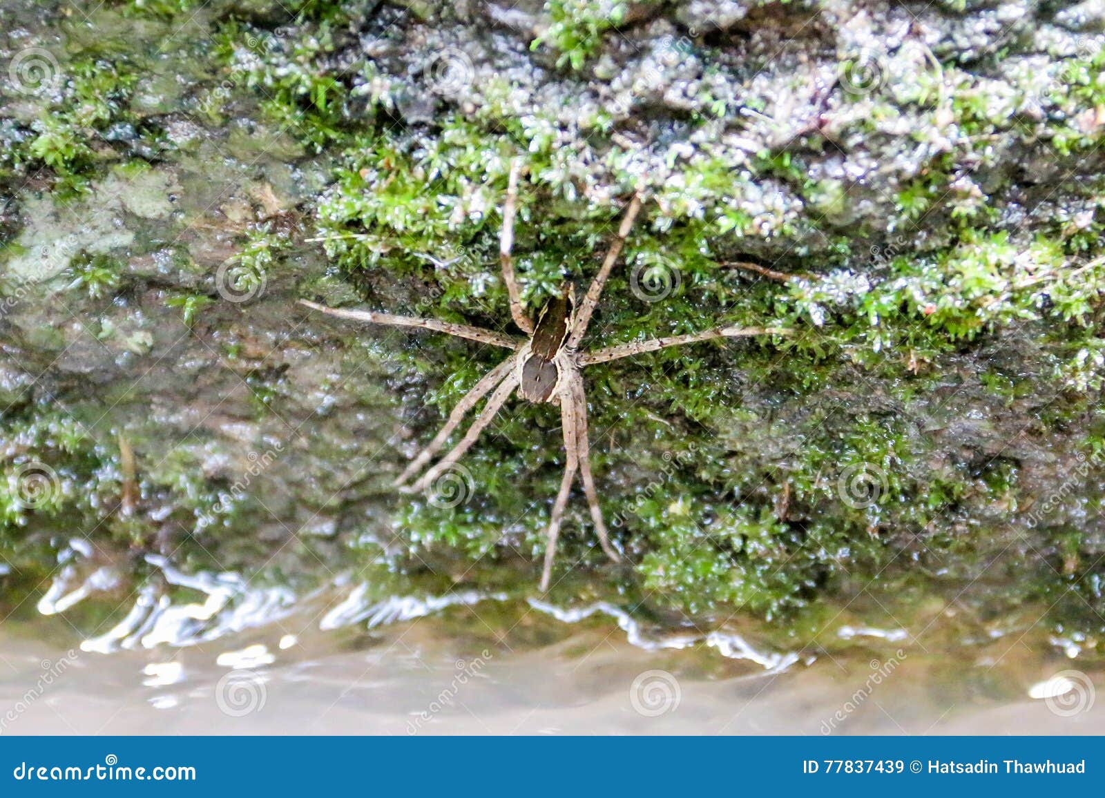 Water spider stock image. Image of pond, spider, standing - 77837439