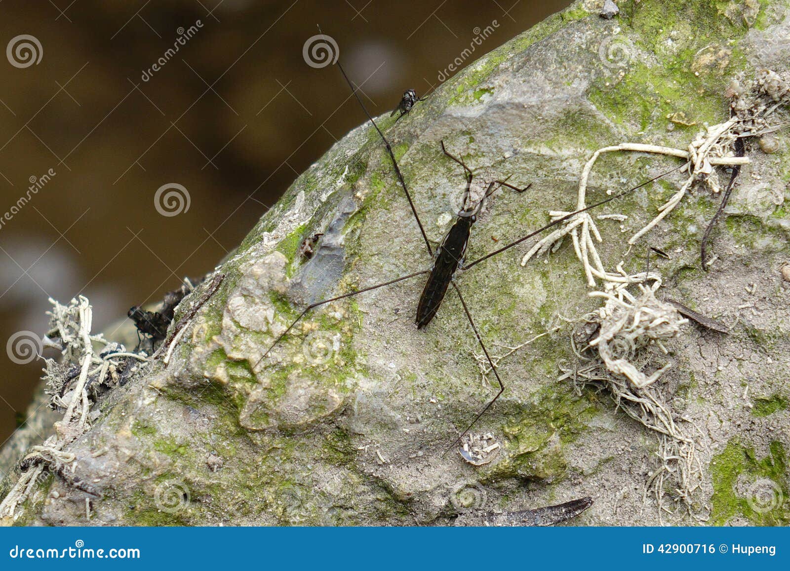 The water spider stock photo. Image of design, insect - 42900716