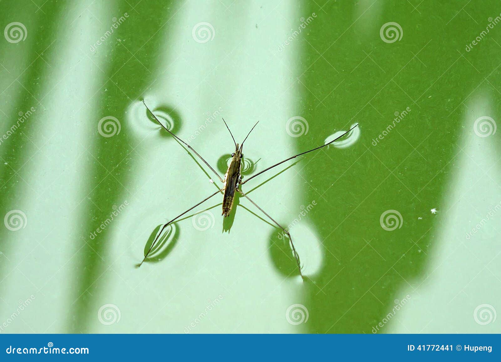 The water spider stock image. Image of calmly, arachnid - 41772441