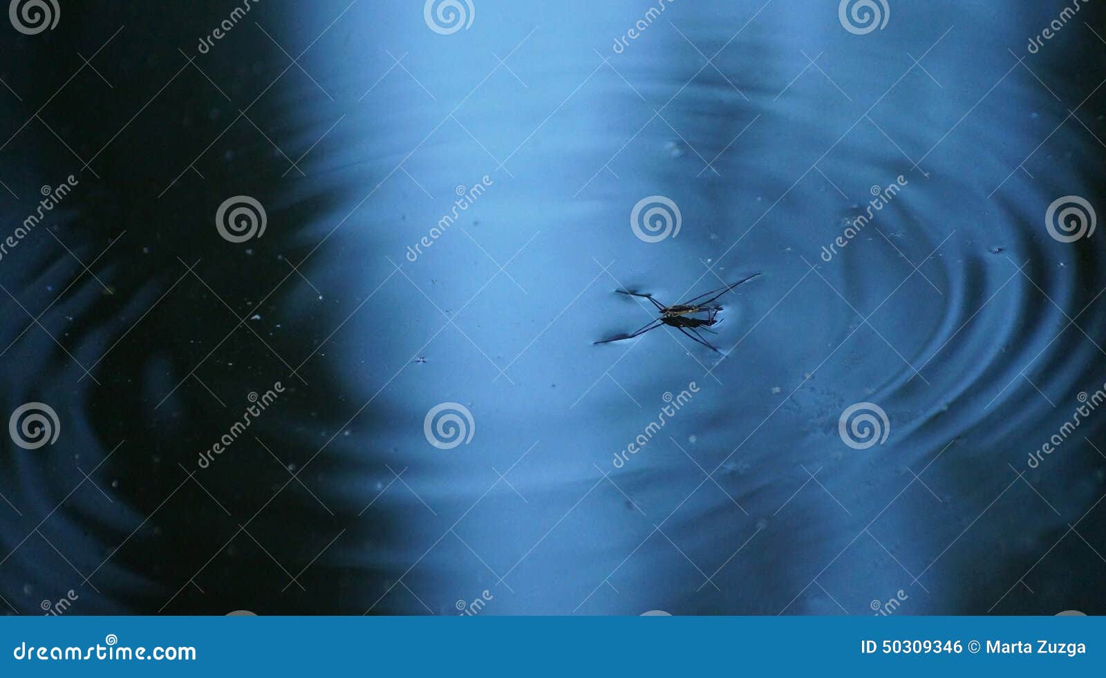 Water spider. stock photo. Image of lake, reflection - 50309346