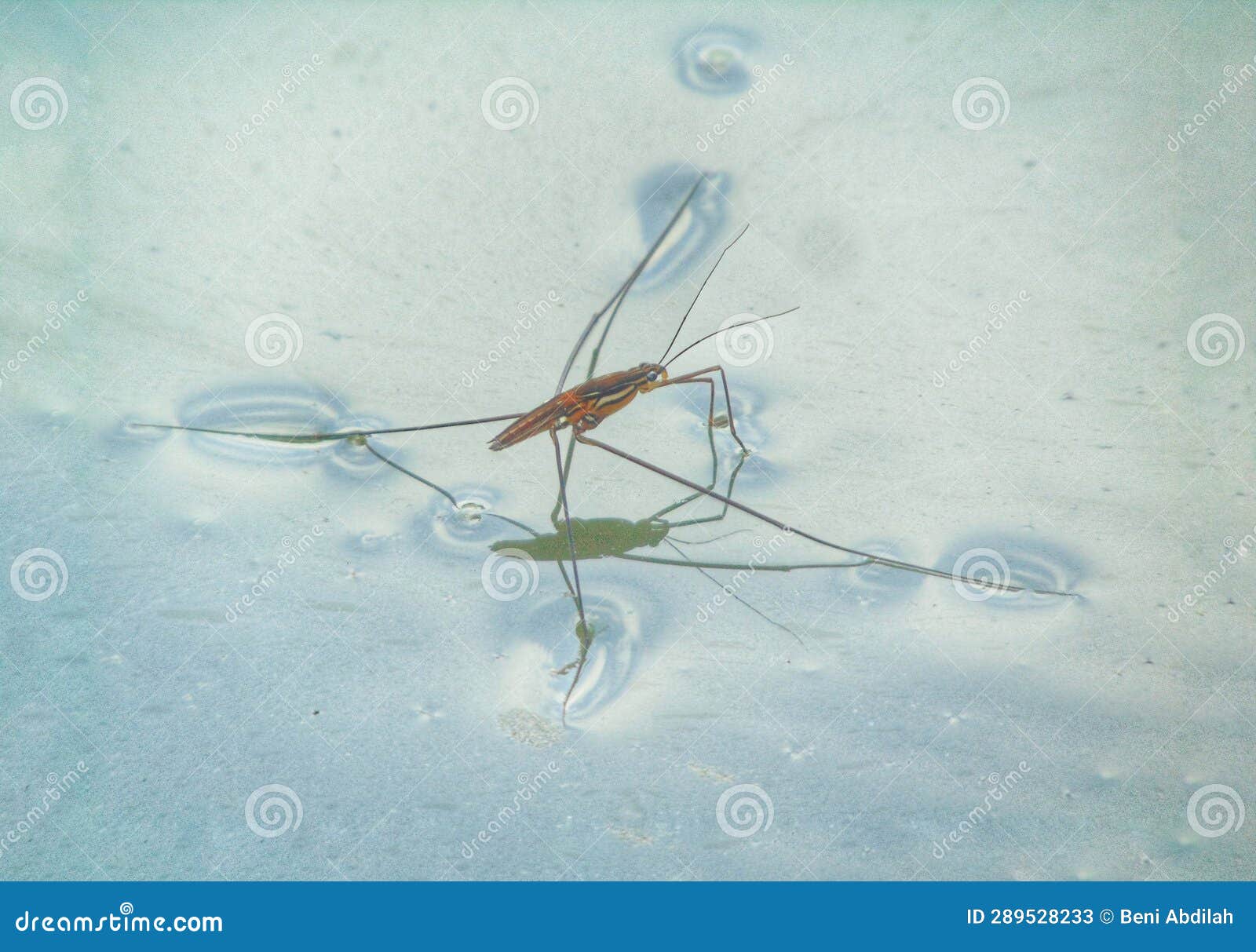 Water Spiders are Walking on the Water Stock Image - Image of ecology ...
