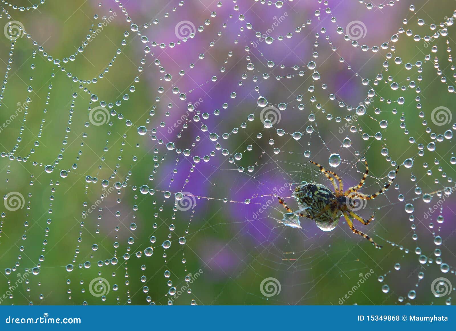 Water on spiderweb stock photo. Image of making, cobweb - 15349868
