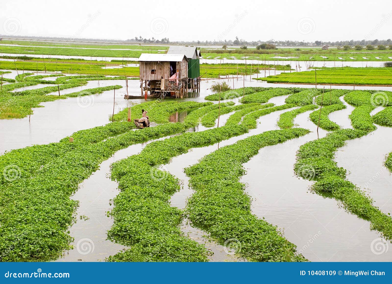 Water Spinach Farm 01 stock image. Image of cooking, water - 10408109
