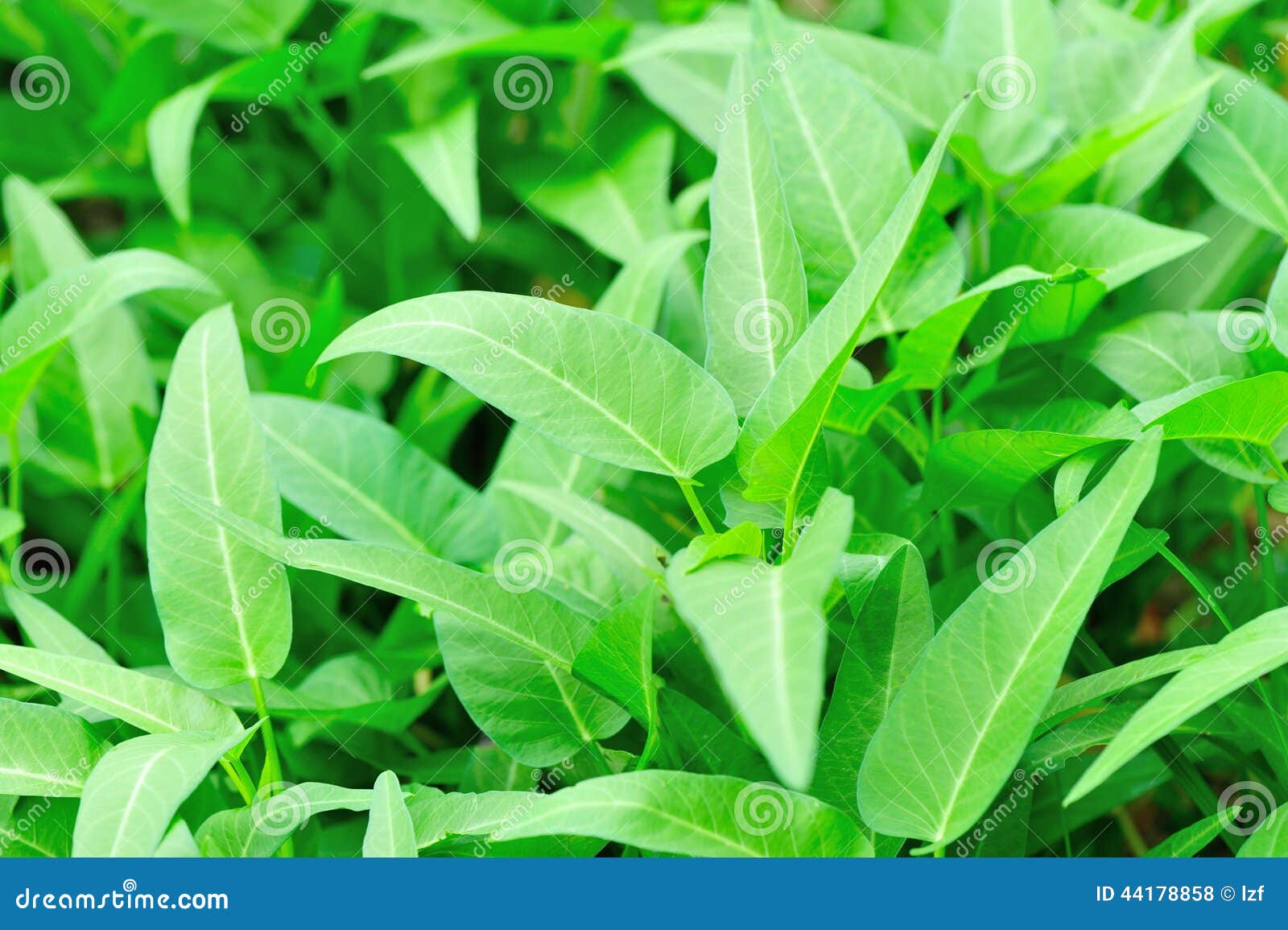 Water Spinach Grow at Field Stock Photo - Image of foliage, green: 44178858