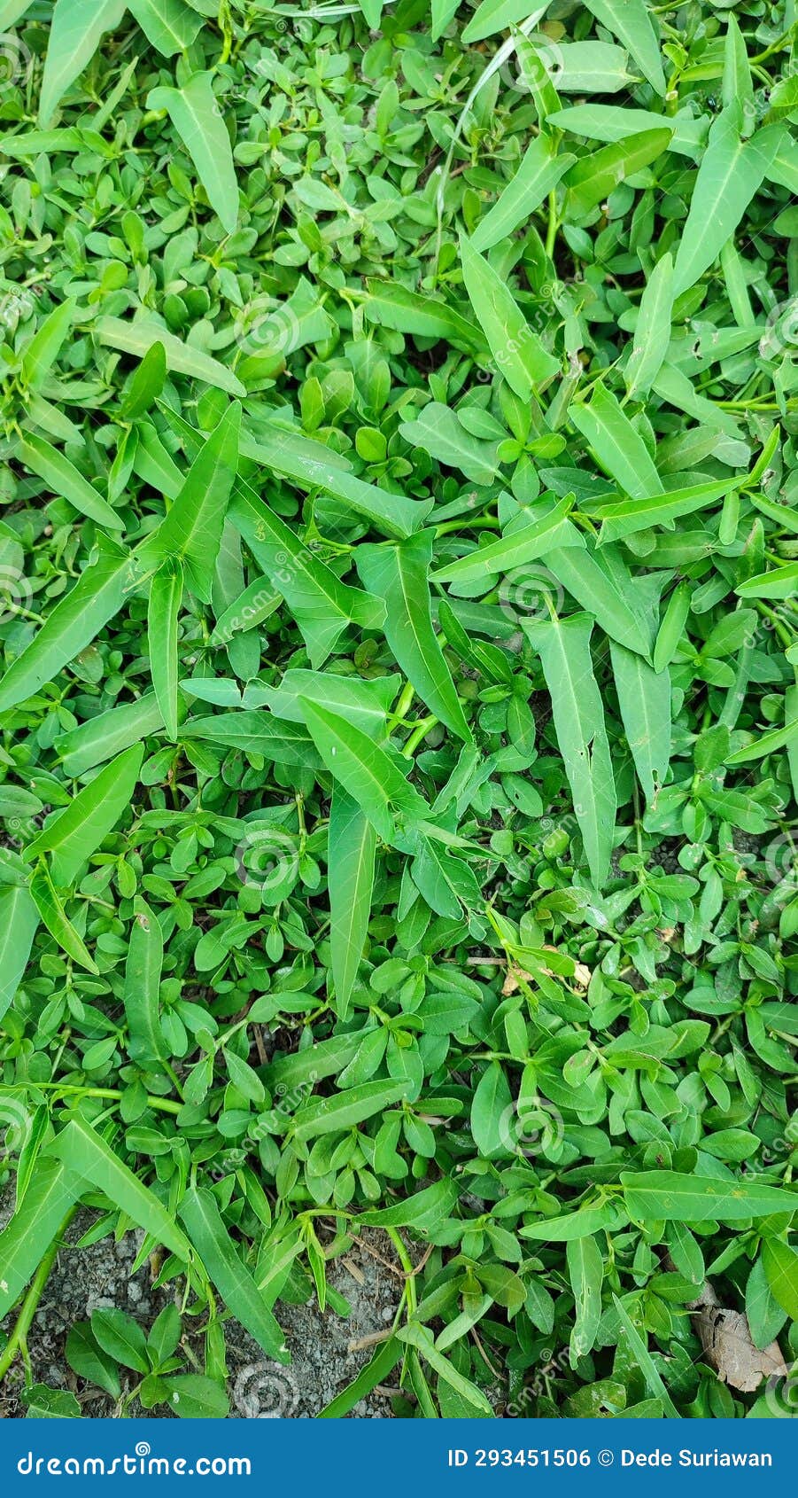 Water Spinach Grows Around Weed Plants Stock Photo - Image of spinach ...