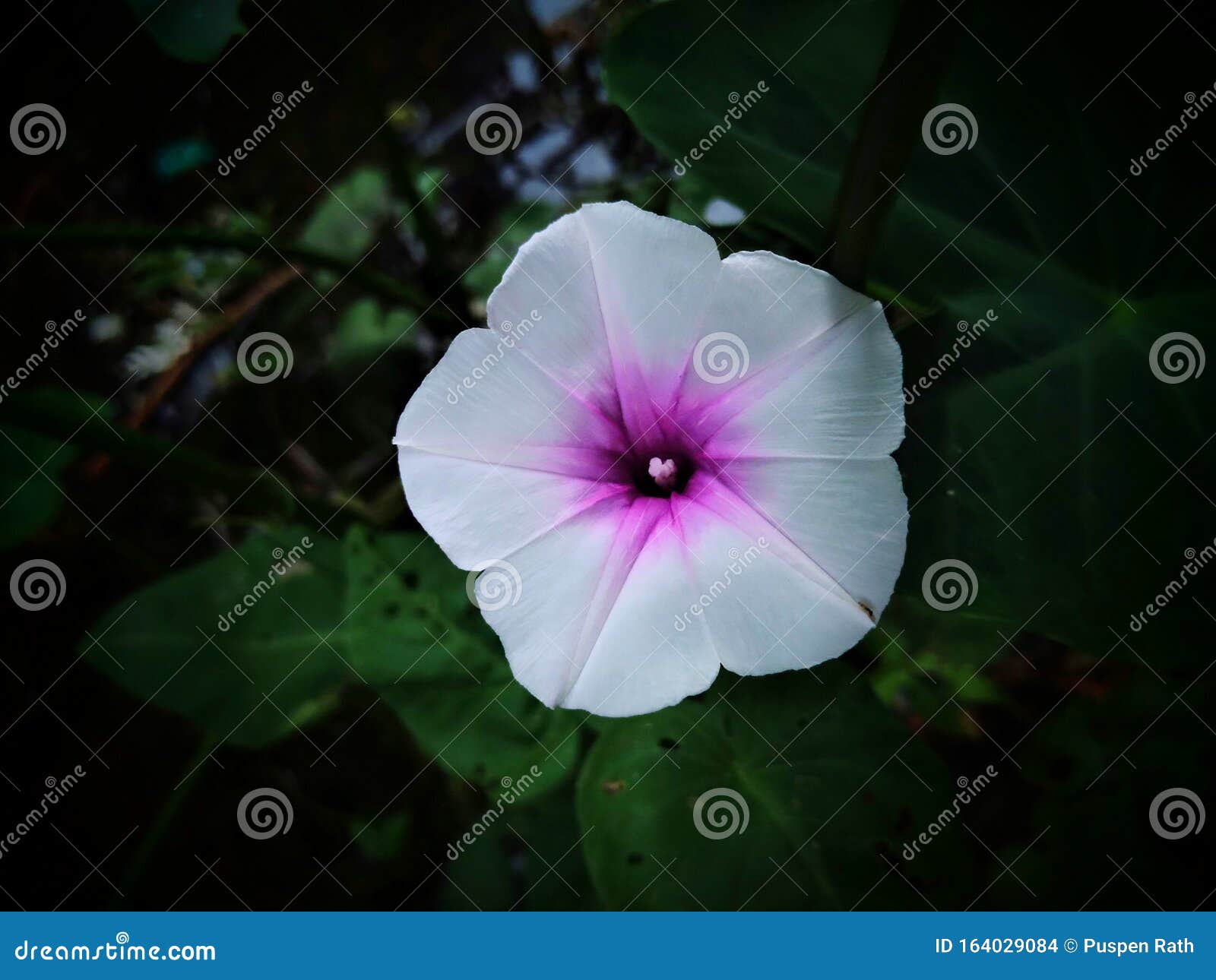 Water Spinach Ipomoea Aquatica in a Pond Stock Photo - Image of pond ...