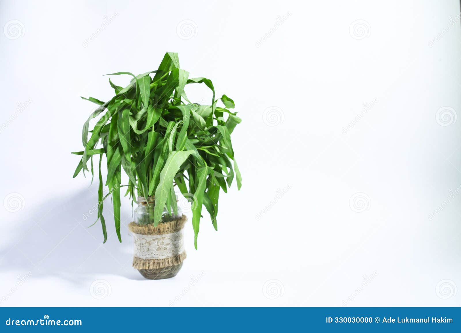 Water Spinach Leaves with a White Background Stock Photo - Image of ...
