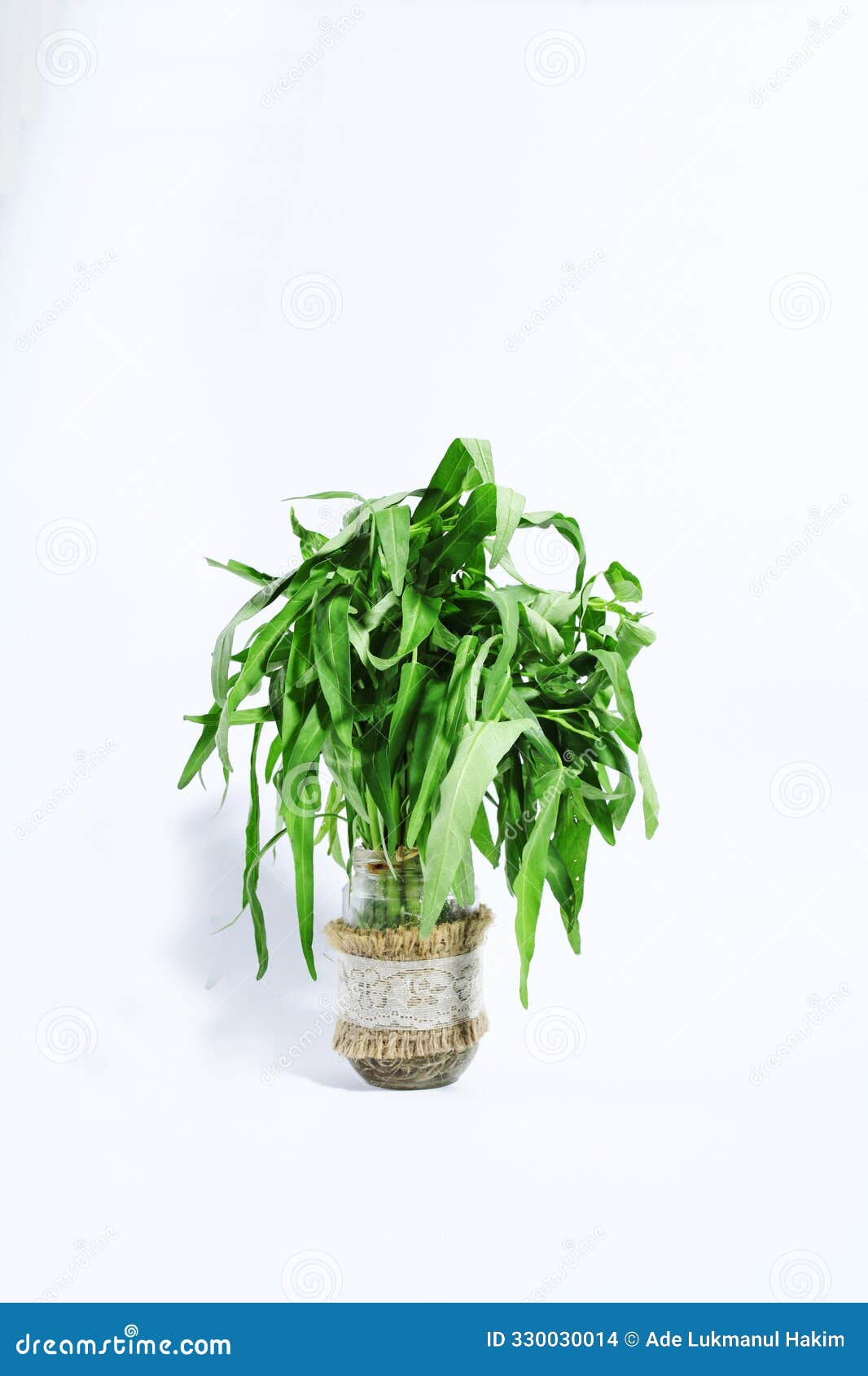 Water Spinach Leaves with a White Background Stock Photo - Image of ...