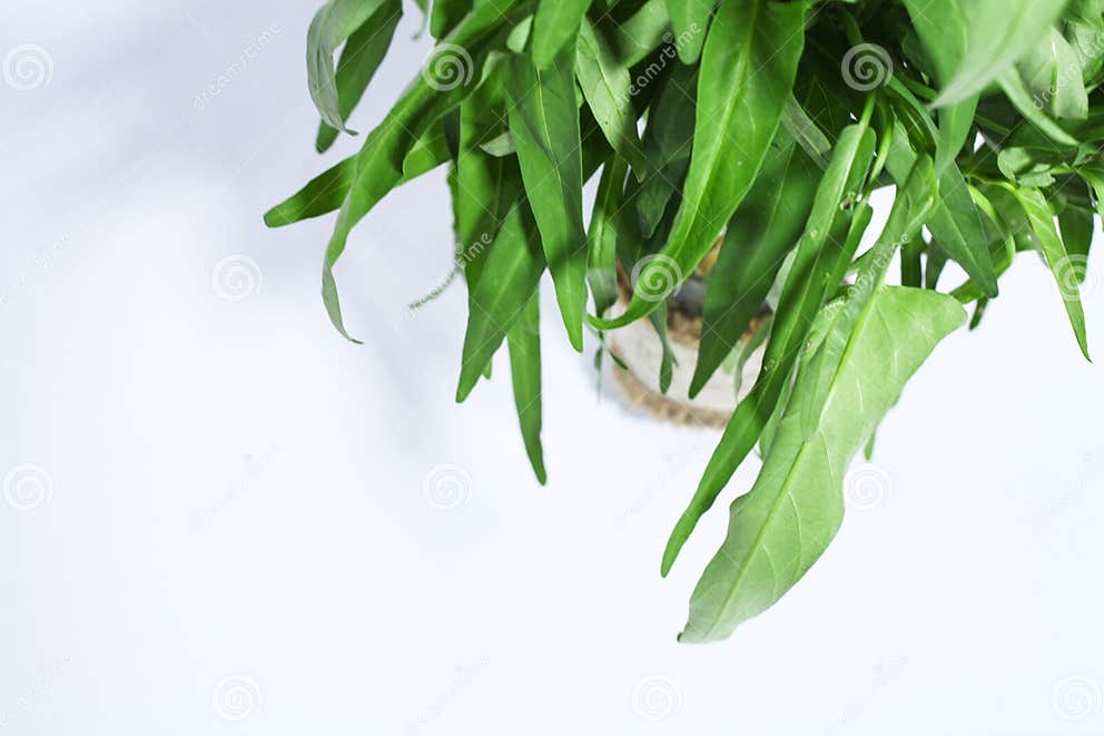 Water Spinach Leaves with a White Background Stock Photo - Image of ...
