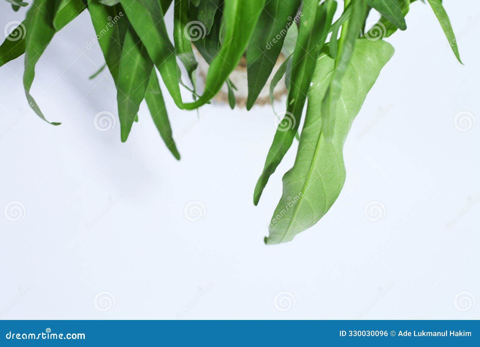 Water Spinach Leaves with a White Background Stock Photo - Image of ...