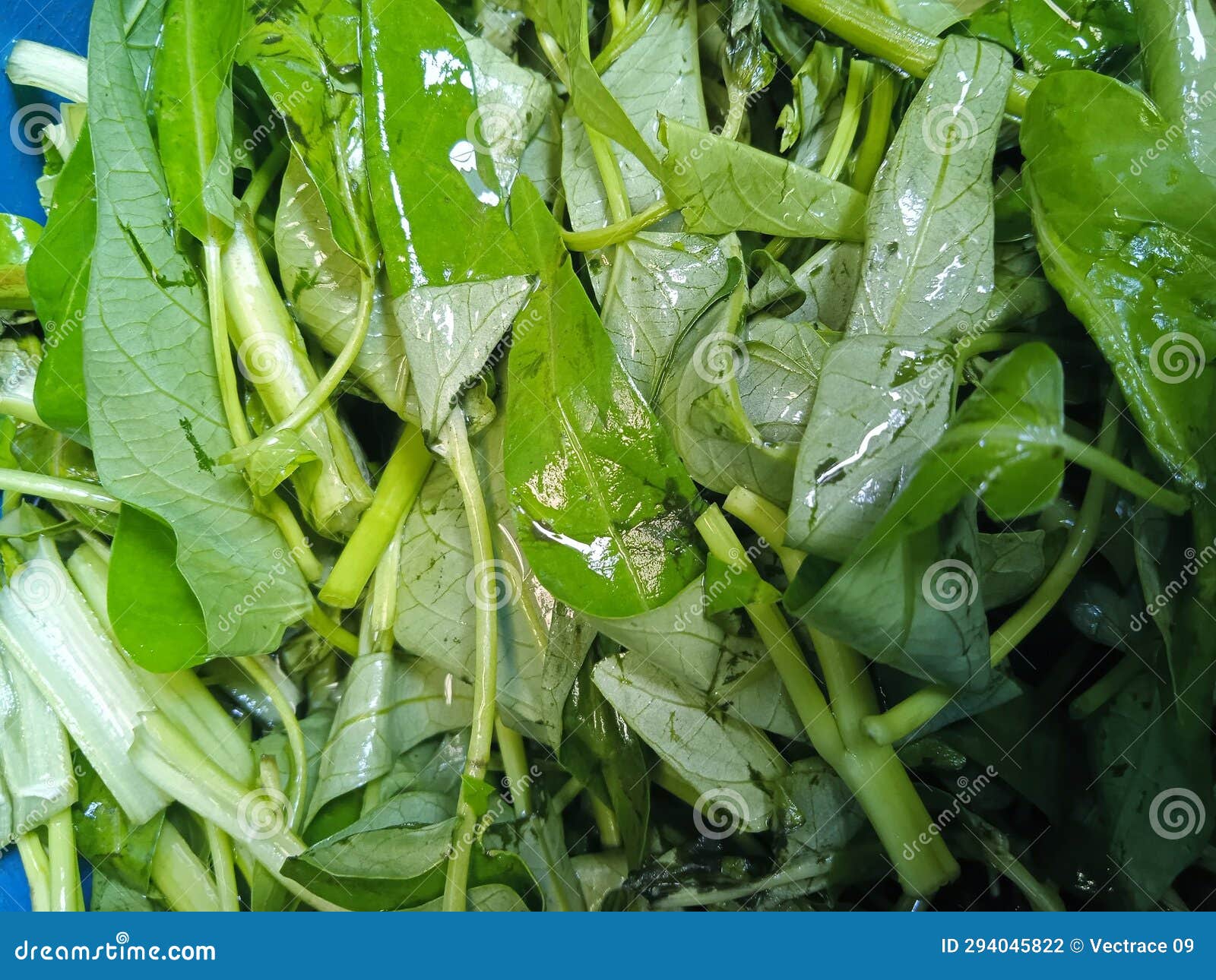 Water spinach looks fresh stock photo. Image of traditionalfood - 294045822