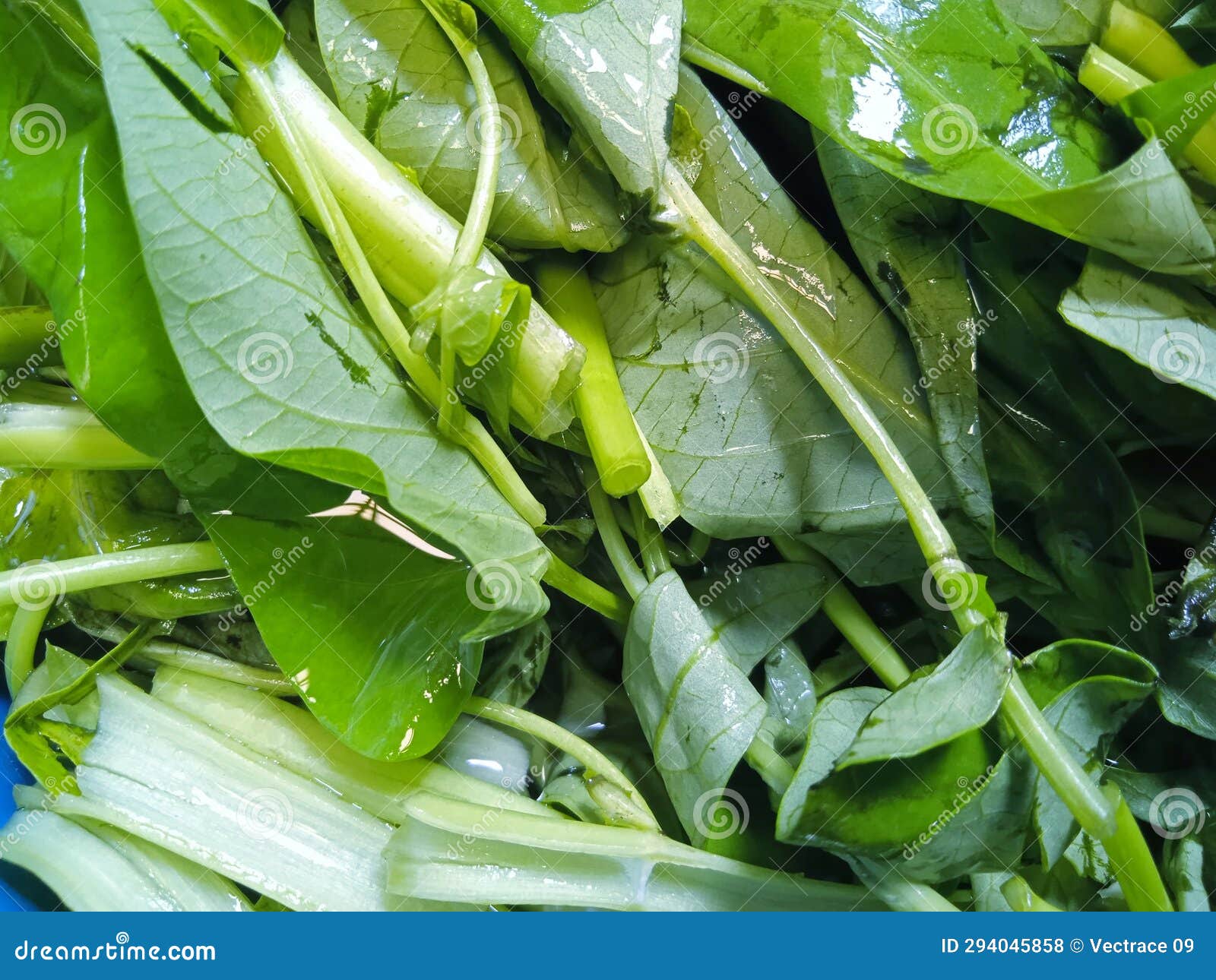Water spinach looks fresh stock photo. Image of wash - 294045858