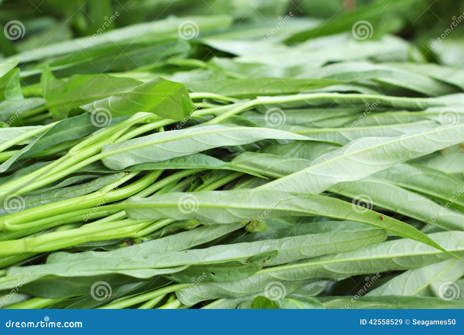 Water Spinach in the Market Stock Image - Image of vegetable, leaf ...