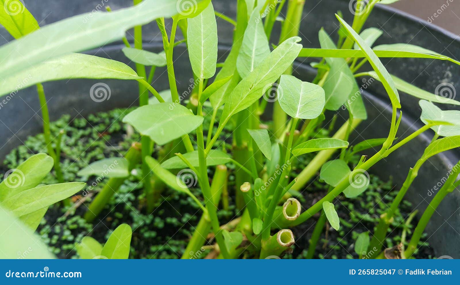 Water Spinach Plant in a Pot Stock Image - Image of food, garden: 265825047