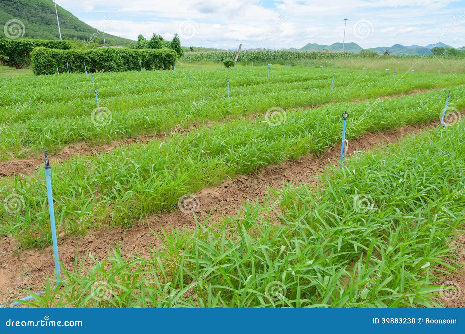 Water spinach plantation stock photo. Image of fresh - 39883230