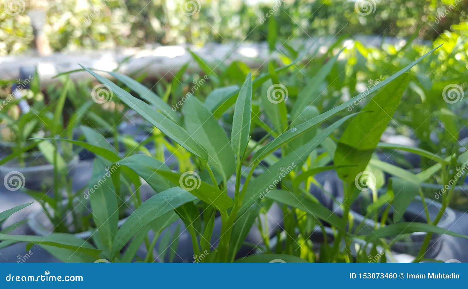 Water Spinach Plants with Hydroponic Systems Stock Photo - Image of ...