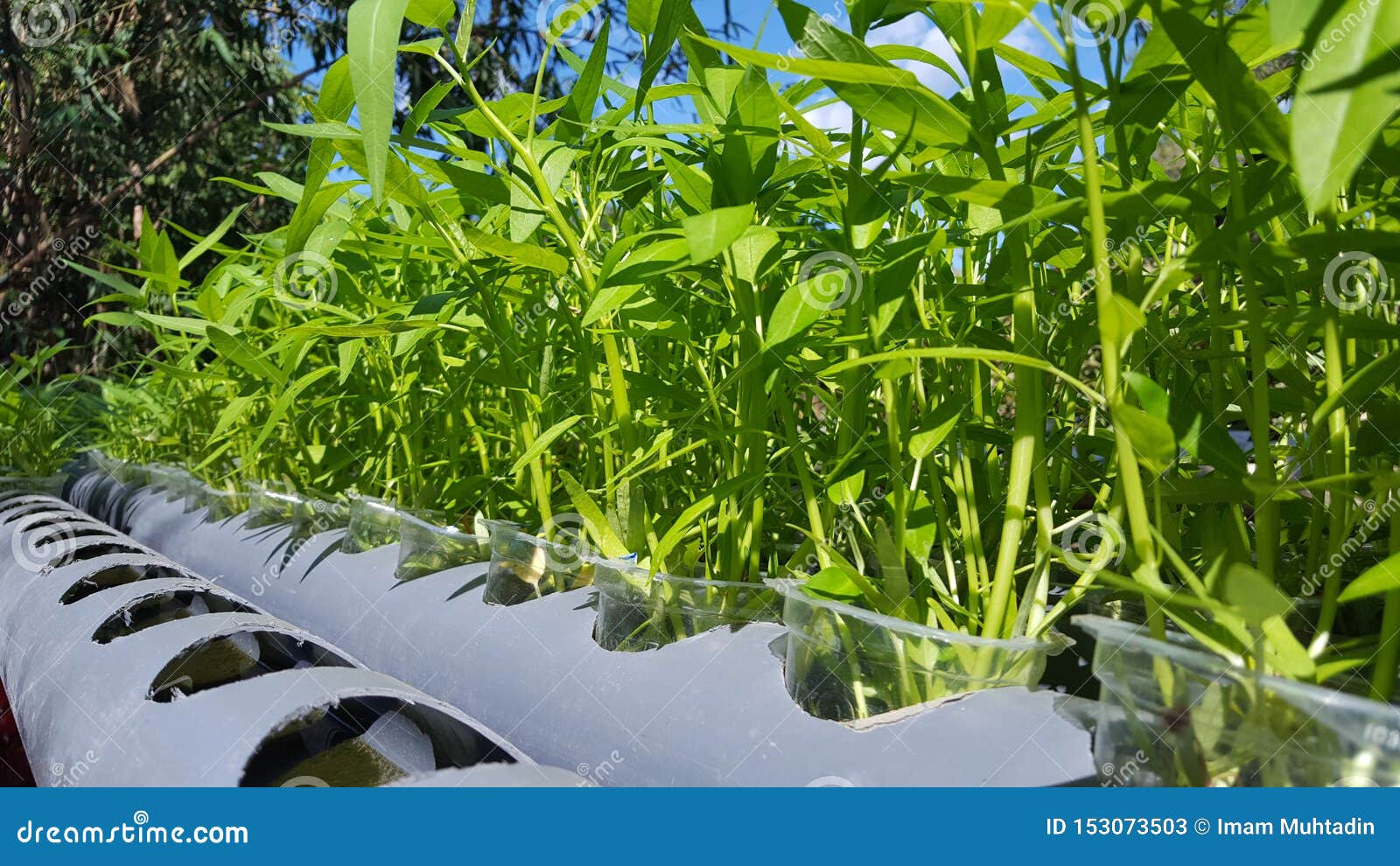 Water Spinach Plants With Hydroponic Systems Stock Image Image Of