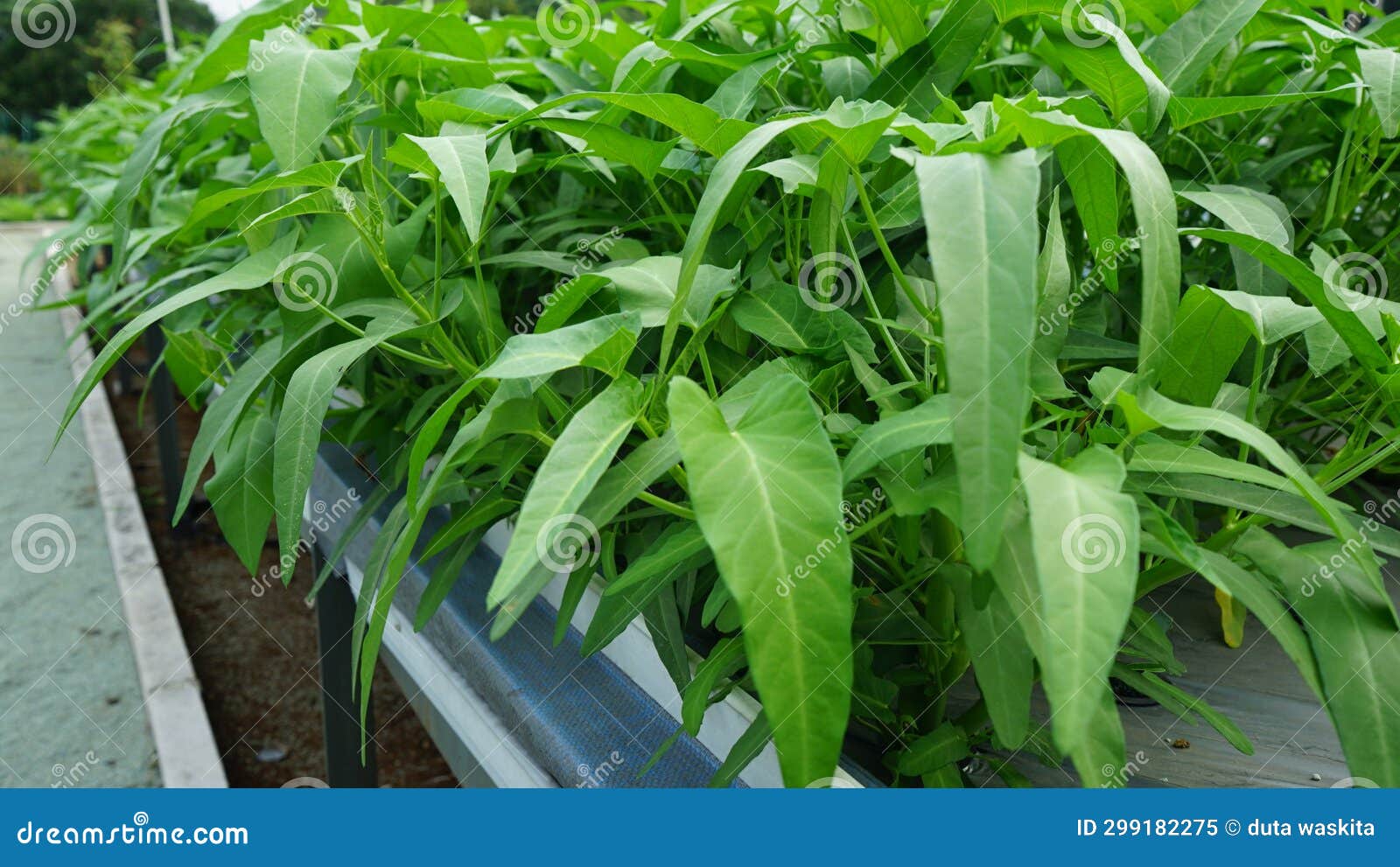 Water Spinach Plants Ready To Harvest in a Hydroponic System Stock ...