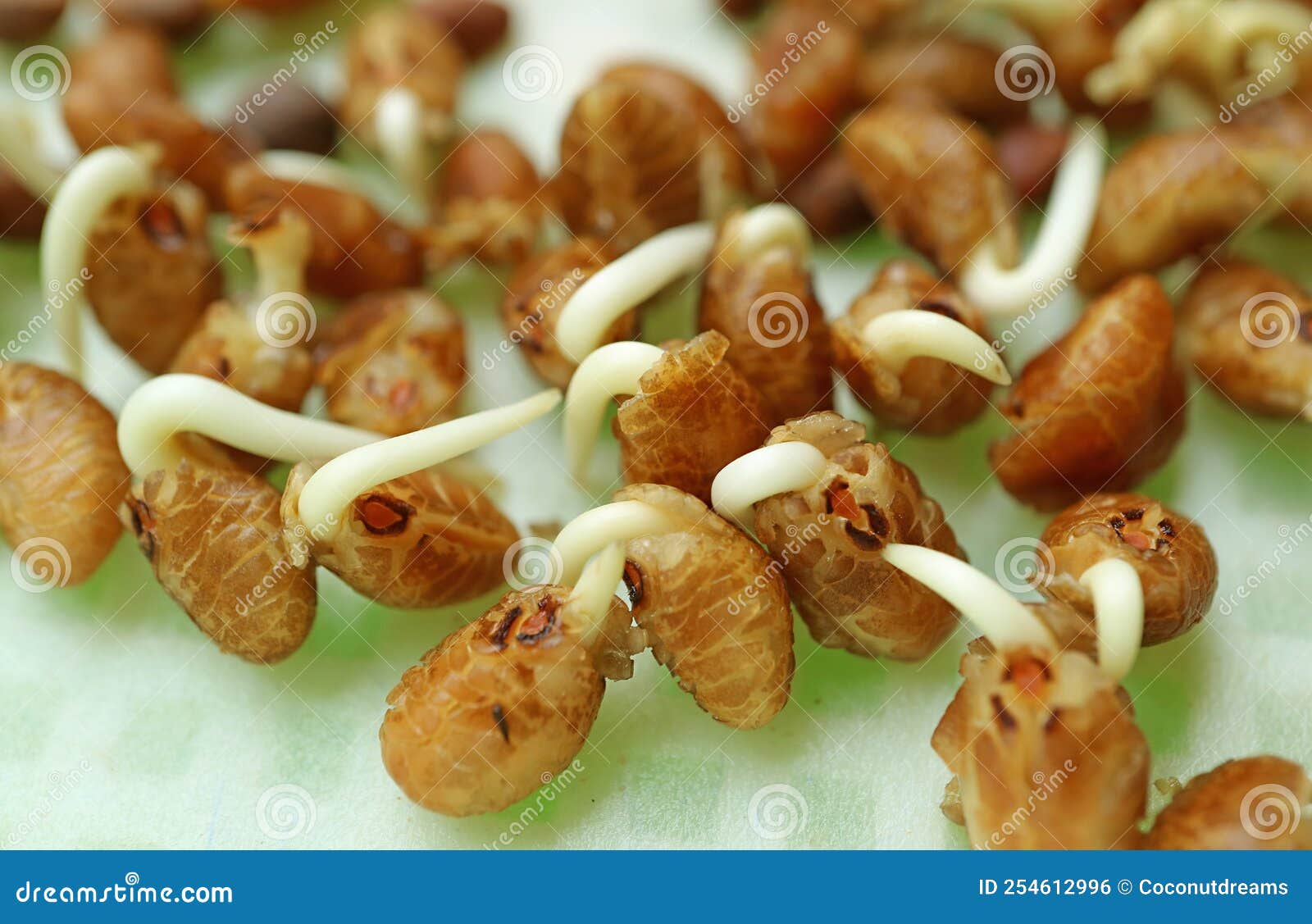 Water Spinach Seeds Germination In Hydroponic Microgreens Growing